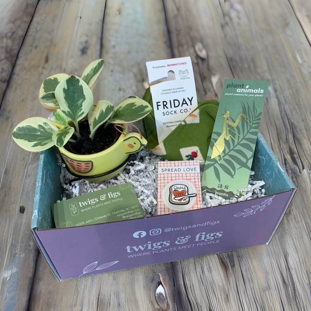 Twigs & Figs - Terrarium Workshops, Houseplants, Potteries, Home Decor